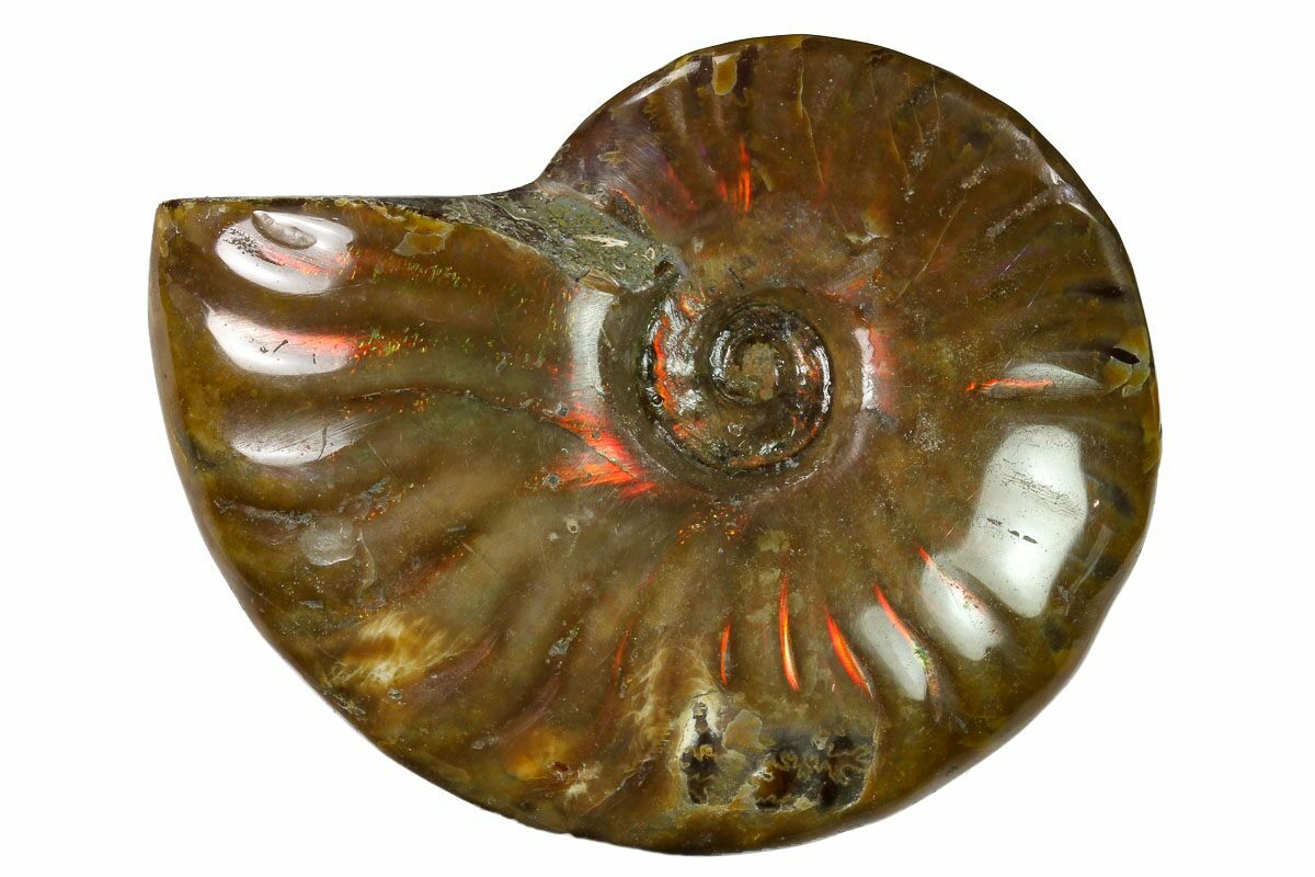 2.45" Red Flash Ammonite Fossil - Madagascar (#151718) For Sale ...