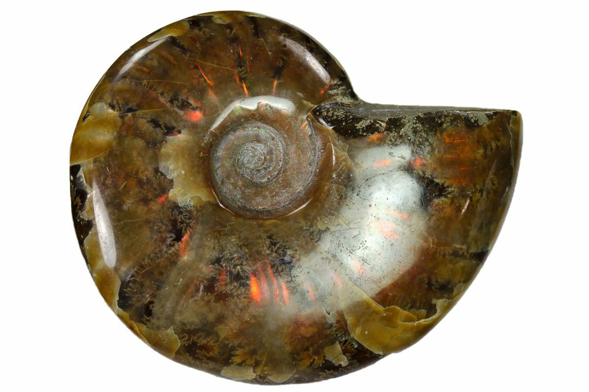 2.1" Red Flash Ammonite Fossil - Madagascar (#151629) For Sale ...