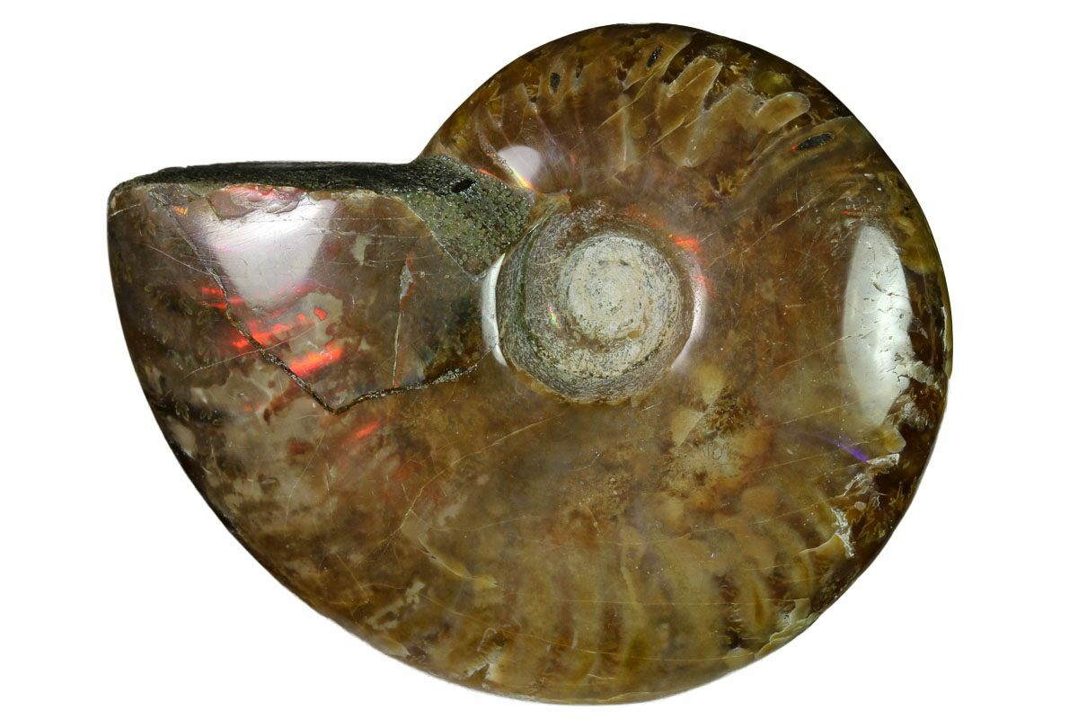 2.65" Red Flash Ammonite Fossil - Madagascar (#151765) For Sale ...