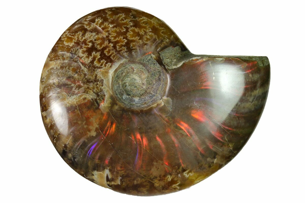 2" Red Flash Ammonite Fossil - Madagascar (#151671) For Sale ...