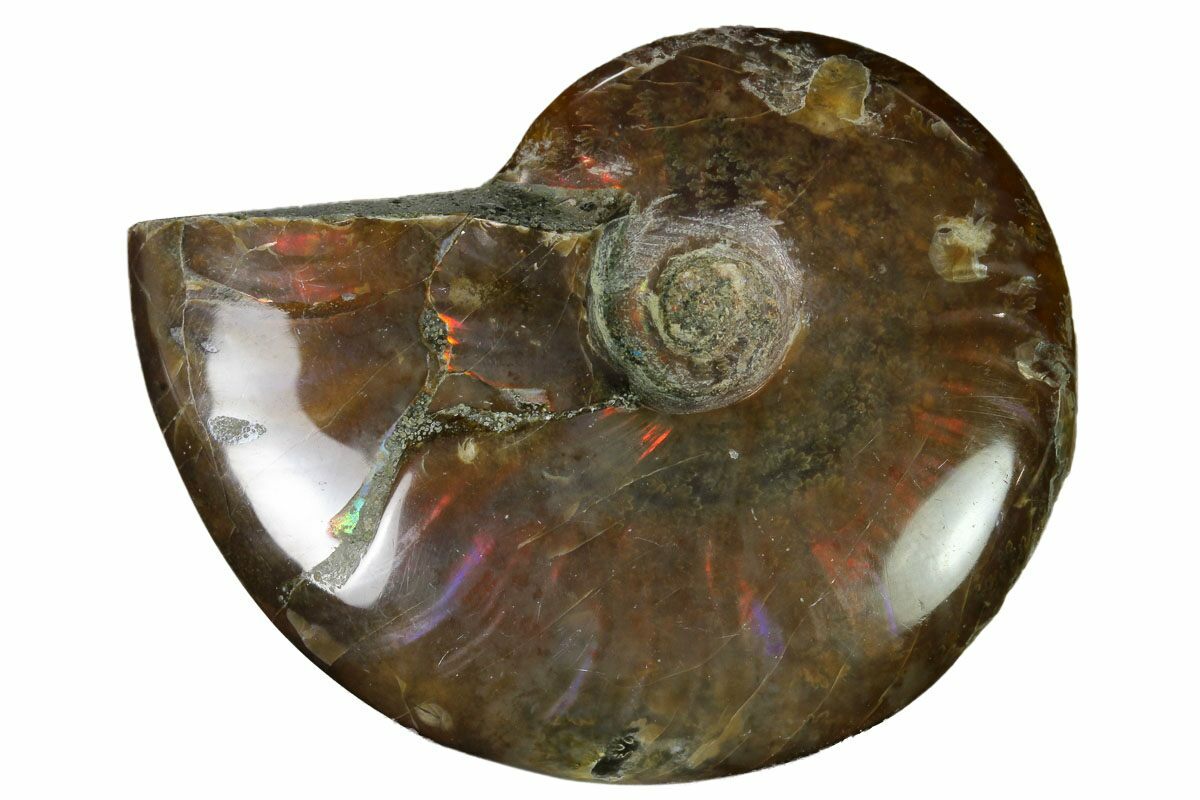 2.2" Red Flash Ammonite Fossil - Madagascar (#151699) For Sale ...