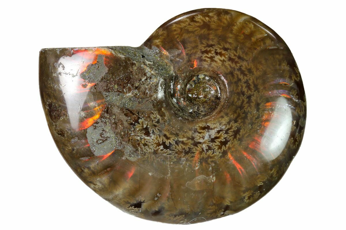 2.1" Red Flash Ammonite Fossil - Madagascar (#151649) For Sale ...