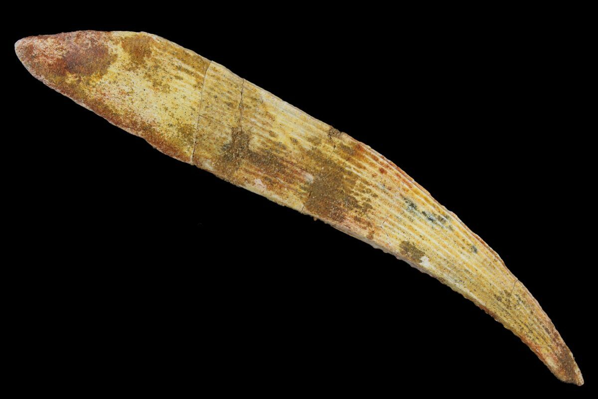 6" Fossil Shark (Hybodus) Dorsal Spine - Morocco (#145382) For Sale ...