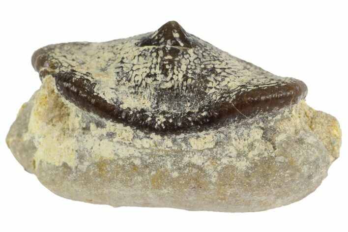 .55" Fossil Crusher Shark (Ptychodus) Tooth - Kansas (#152354) For Sale ...