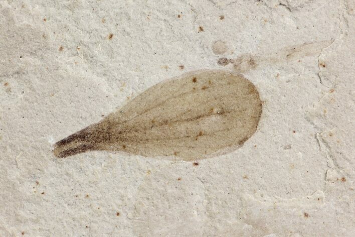 .5" Fossil Insect Wing - Green River Formation, Utah (#101636) For Sale ...
