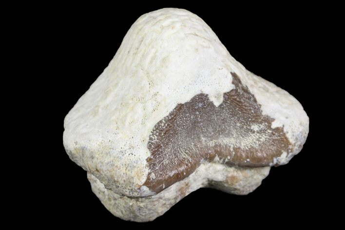 .72" Fossil Crusher Shark (Ptychodus) Tooth - Kansas (#152330) For Sale ...