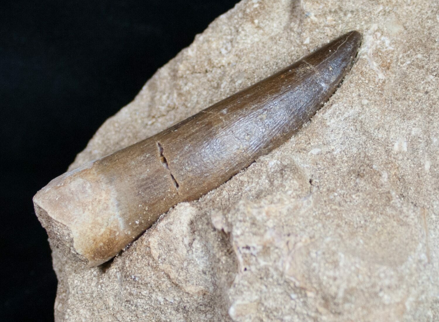 Large 2.6" Plesiosaur Tooth In Matrix (#10519) For Sale - FossilEra.com