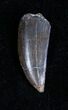 Very Rare Ceratosaurus Tooth - Dana Quarry (#1683) For Sale - FossilEra.com