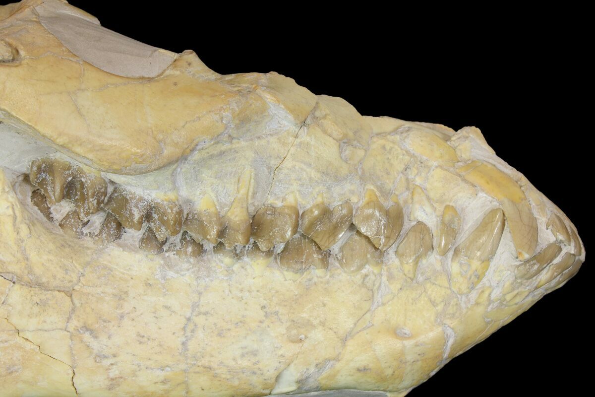 7.6" Fossil Oreodont (Merycoidodon) Skull - Wyoming (#154850) For Sale ...