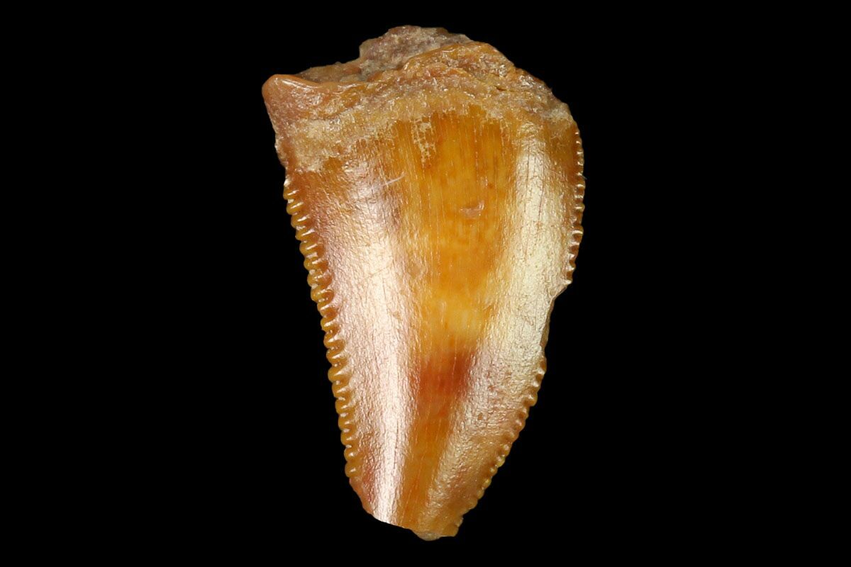 Bargain, .3" Raptor Tooth - Real Dinosaur Tooth (#154804) For Sale ...