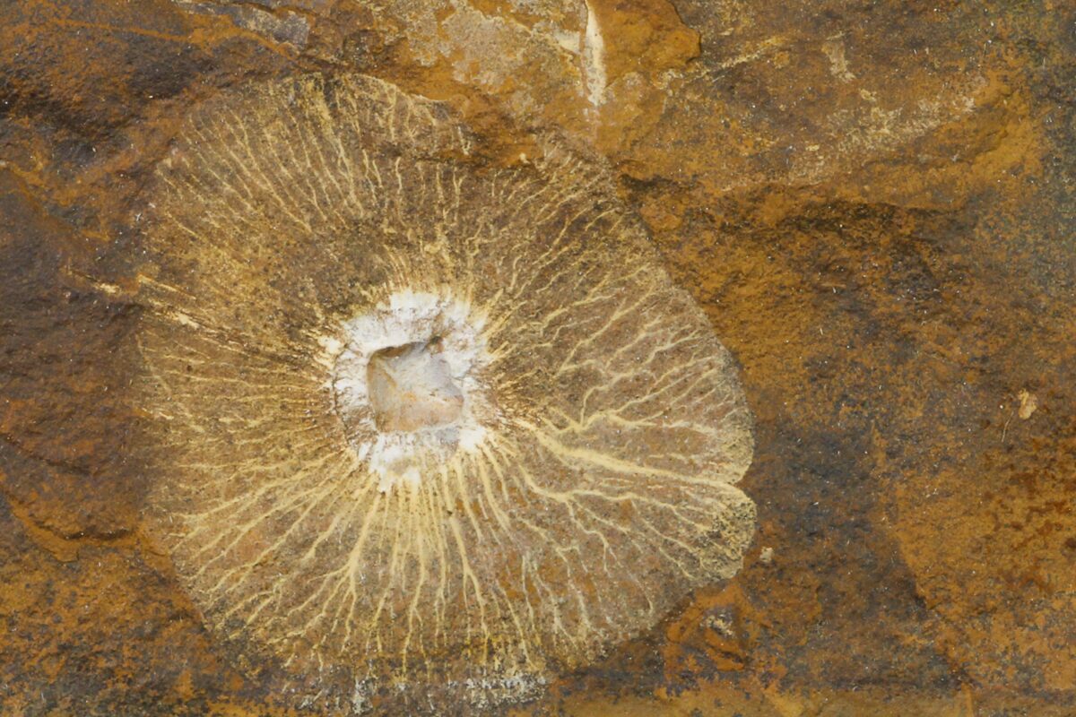 1.3" Fossil Winged Walnut (Juglandaceae) Fruit - North Dakota (#155749 ...