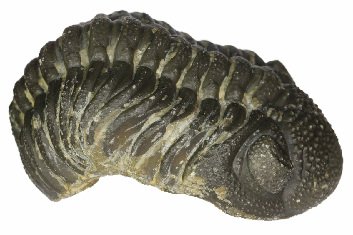 1.8" Detailed Morocops Trilobite - Morocco (#155870) For Sale ...