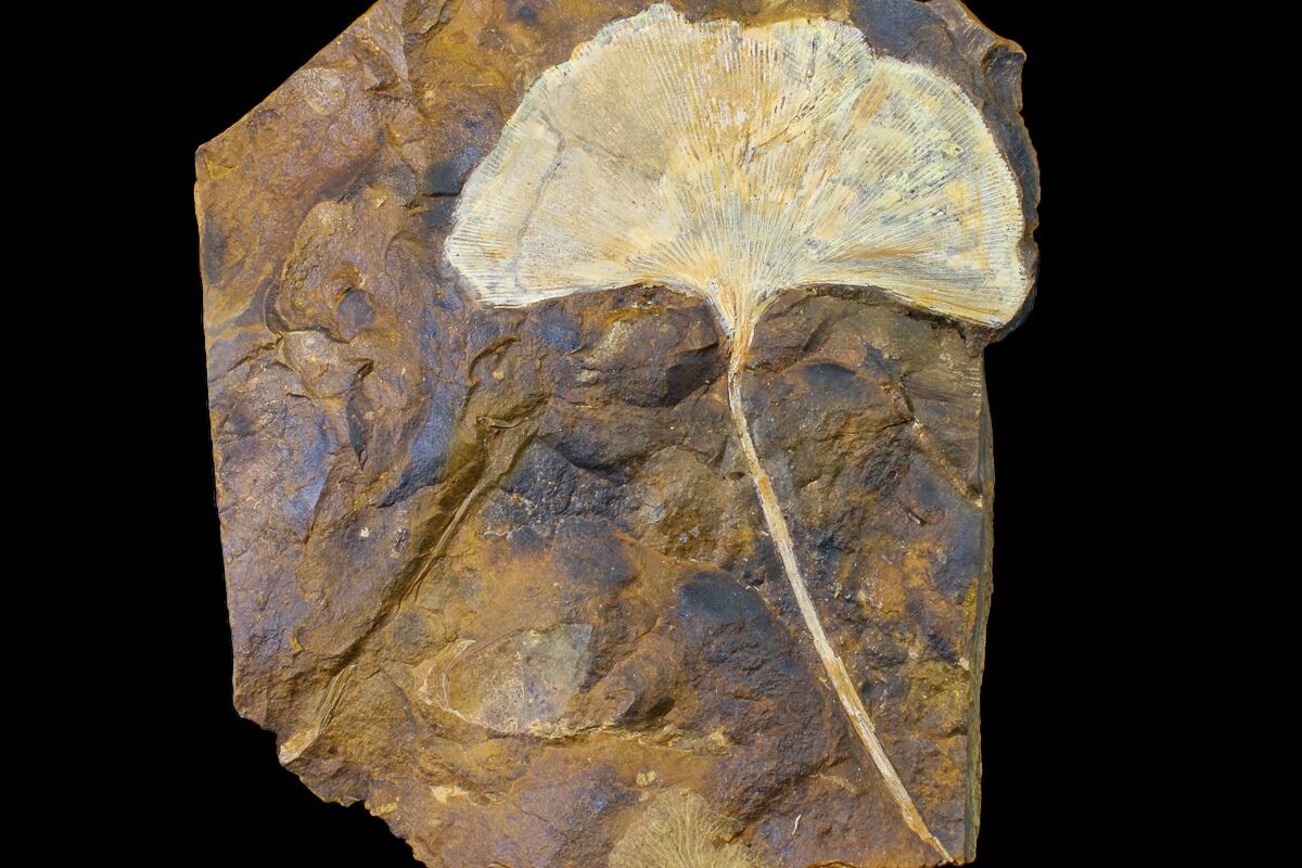 3.4" Fossil Ginkgo Leaf From North Dakota - Paleocene For Sale (#156223 ...