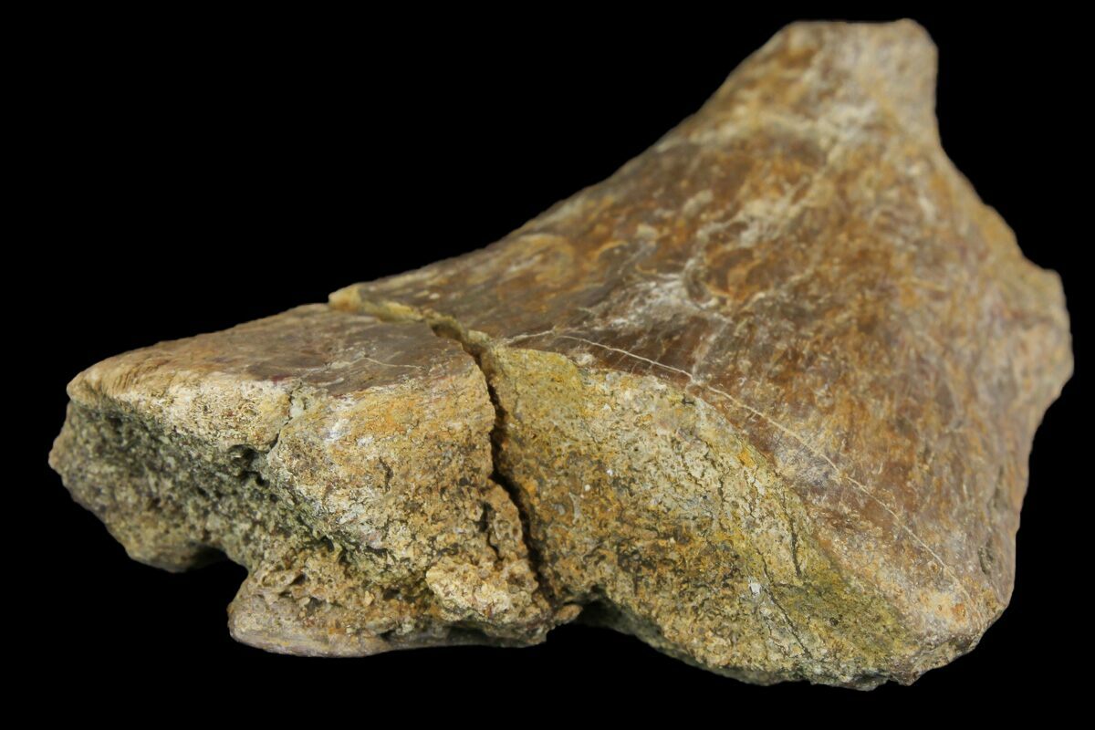 2.6" Permian Amphibian Fossil Bone - Texas (#153757) For Sale ...