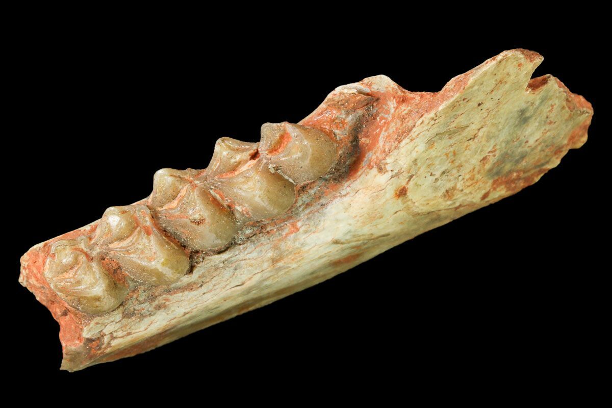 1.9" Eocene Ruminant (Lophiomeryx?) Jaw Section - France (#155955) For ...