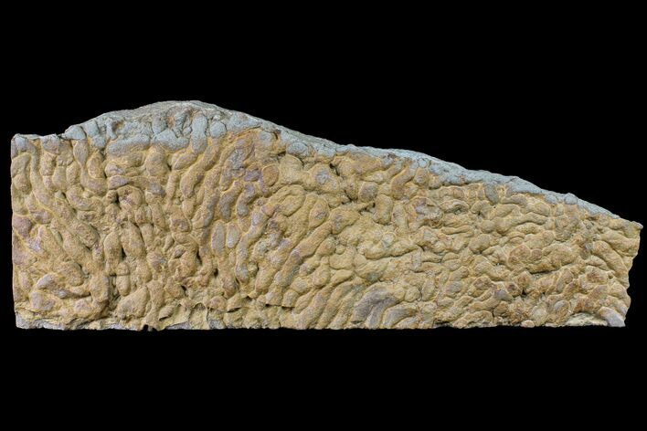 10" Fossil Microbial Mat - Oklahoma (#155983) For Sale - FossilEra.com