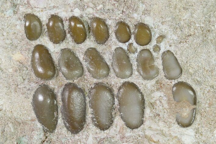 1.1" Cretaceous Pycnodont (Phacodus) Tooth Plate - Morocco (#156447 ...