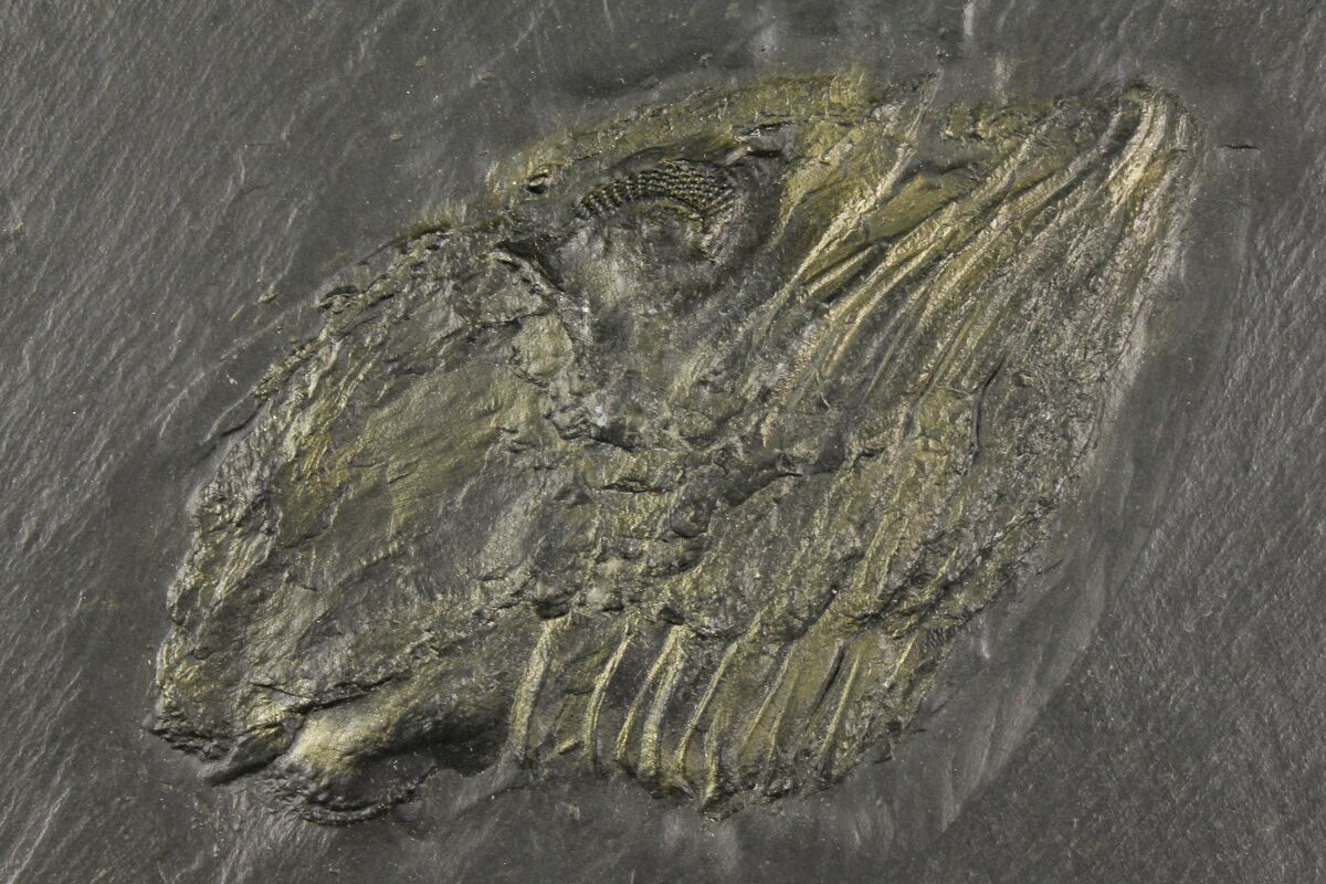 2" Pyritized Trilobite (Chotecops) Fossil - Bundenbach, Germany ...