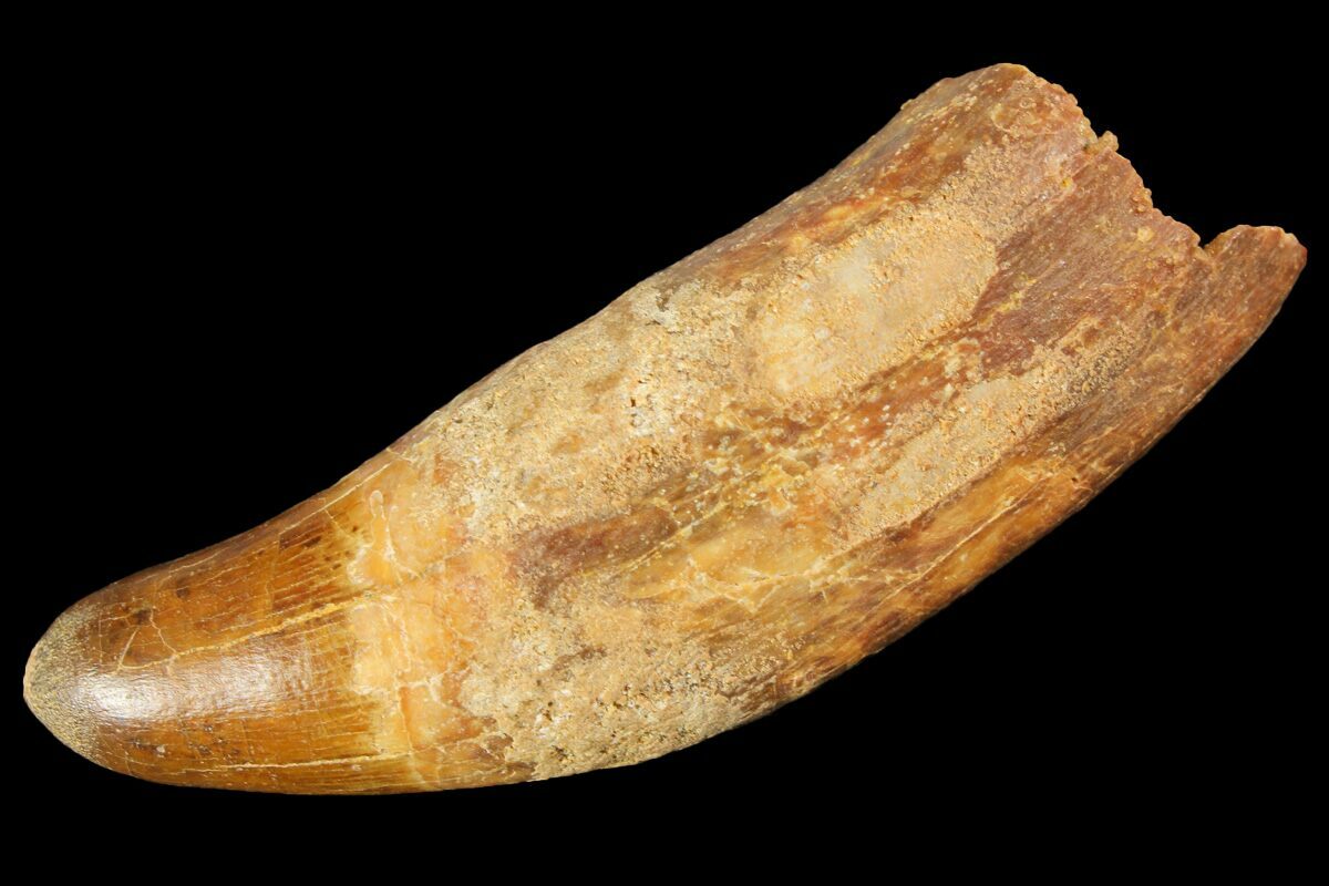 2.85" Rooted, Cretaceous Fossil Crocodile Tooth - Morocco (#154949) For ...