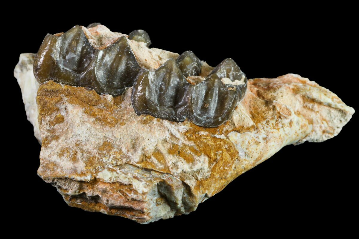 1.6" Fossil Horse (Mesohippus) Jaw Section - South Dakota For Sale ...