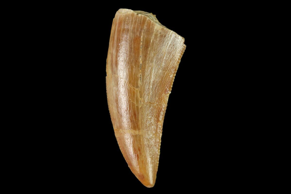  89 Theropod Tooth Real Dinosaur Tooth 159025 For Sale 