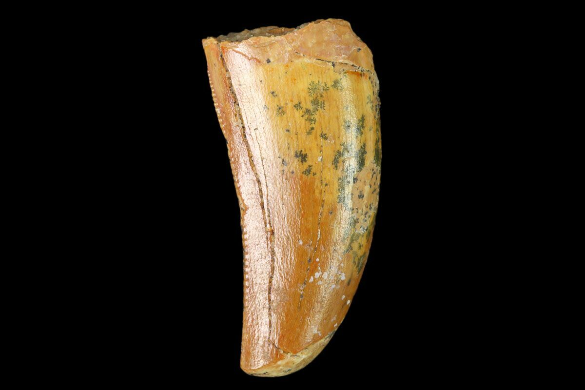 Serrated, .9" Theropod (Deltadromeus?) Pre-Max Tooth - Morocco (#159026 ...