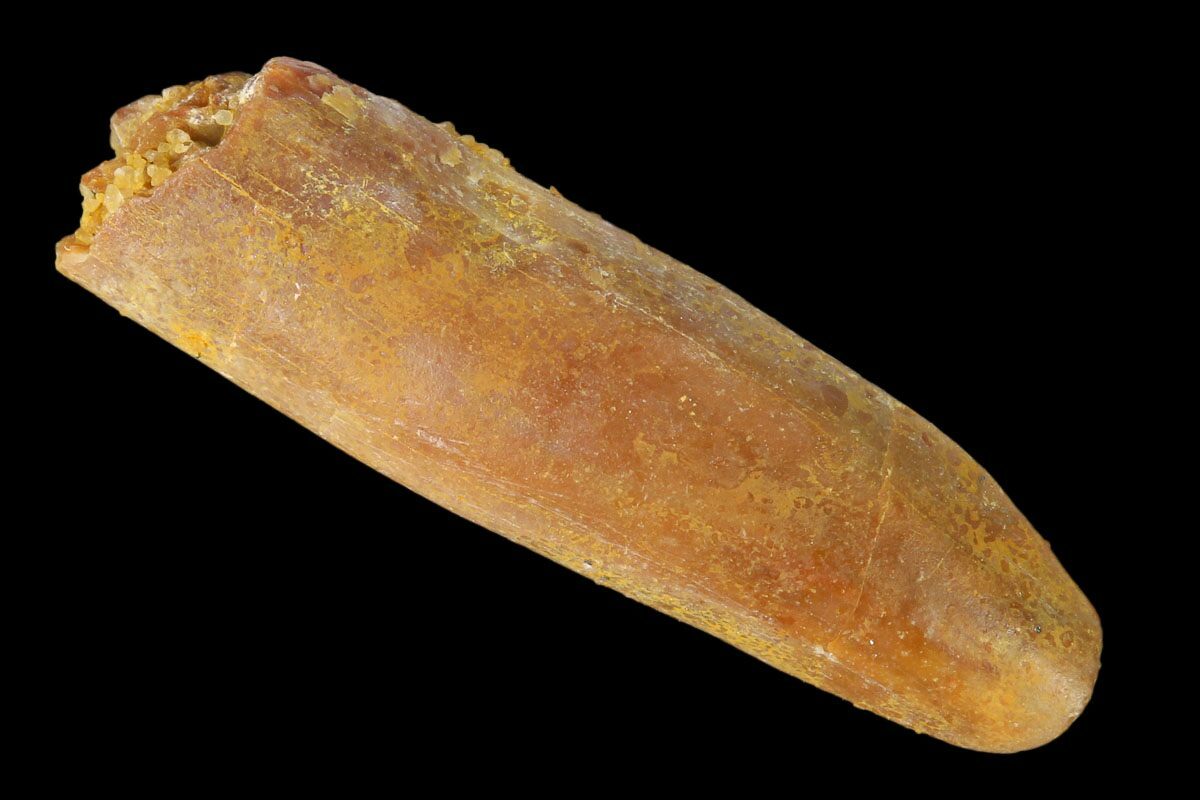 .97" Fossil Sauropod Dinosaur (Rebbachisaurus) Tooth - Morocco (#159266 ...