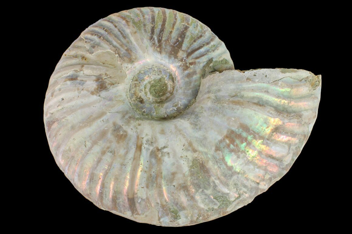 5.7" Silver Iridescent Ammonite (Cleoniceras) Fossil - Madagascar ...
