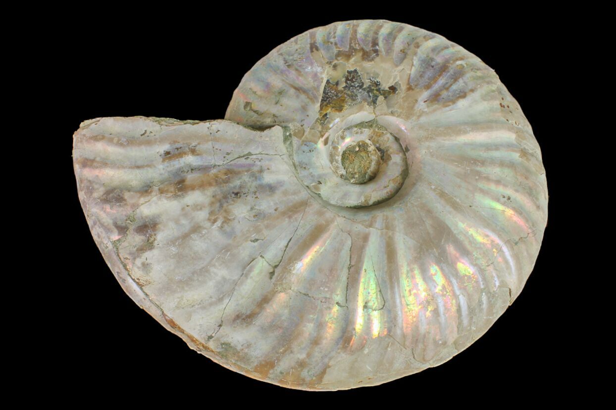5.7" Silver Iridescent Ammonite (Cleoniceras) Fossil - Madagascar ...
