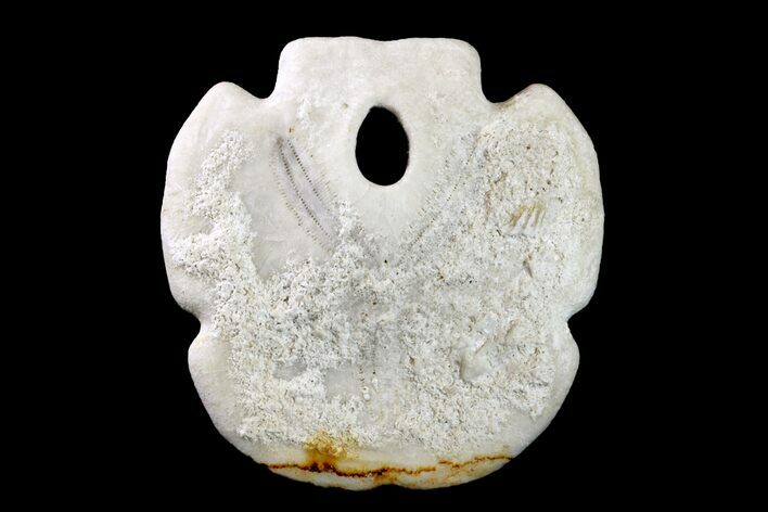 1.7" Pliocene Sand Dollar (Encope) Fossil - Florida (#156387) For Sale ...