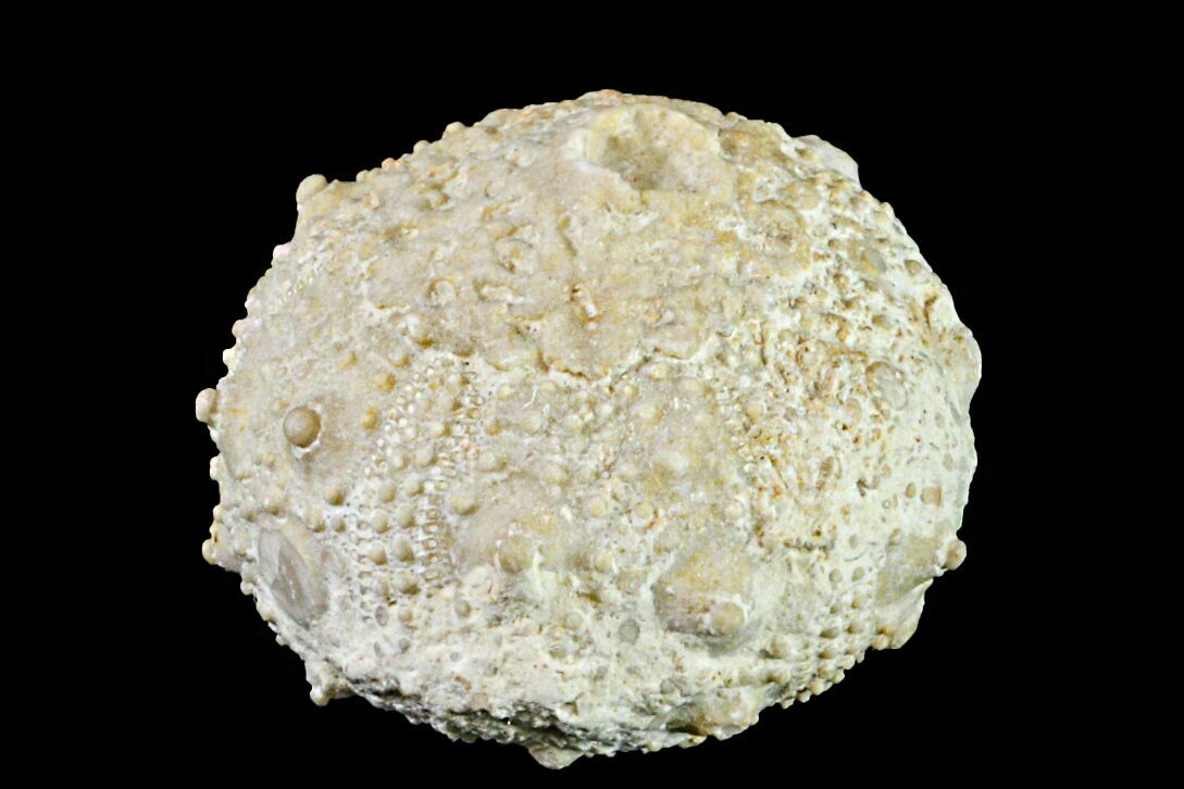 .7" Cretaceous Sea Urchin (Salenia) Fossil - Texas (#156342) For Sale ...