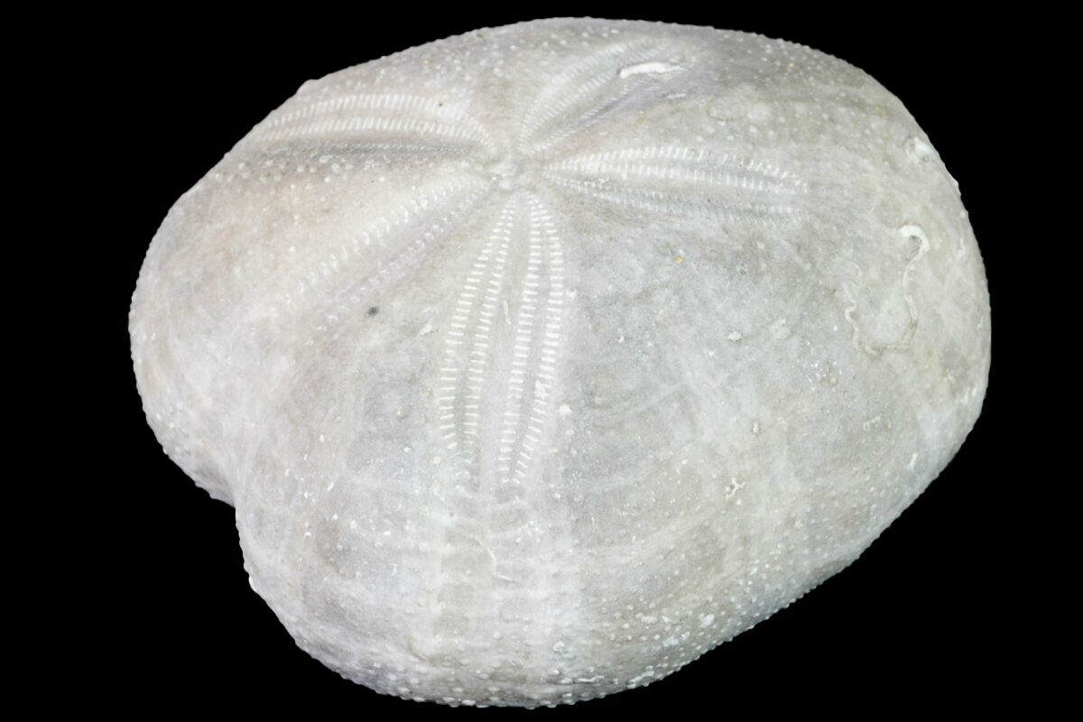 1.3" Cretaceous Sea Urchin (Hemiaster) Fossil - Texas (#156371) For ...