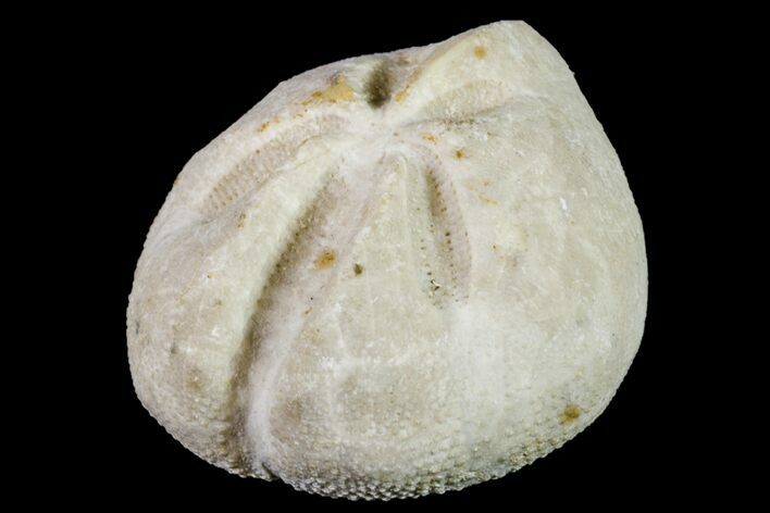 1.5" Eocene Sea Urchin (Schizaster) Fossil (#156376) For Sale ...
