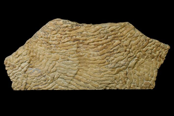 12.2" Pennsylvanian, Fossil Microbial Mat - Oklahoma (#155962) For Sale ...