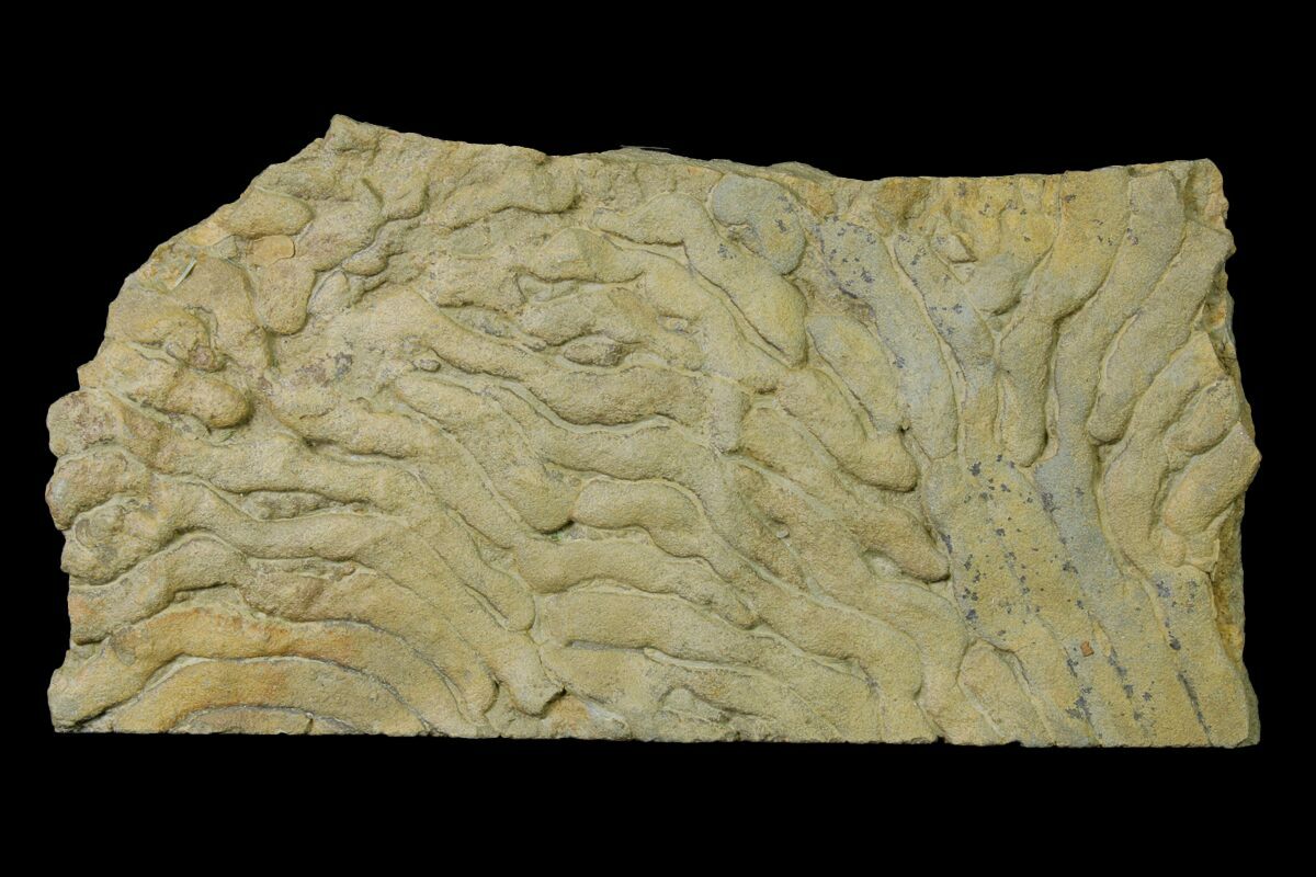 6.7" Pennsylvanian, Fossil Microbial Mat - Oklahoma For Sale (#155968 ...