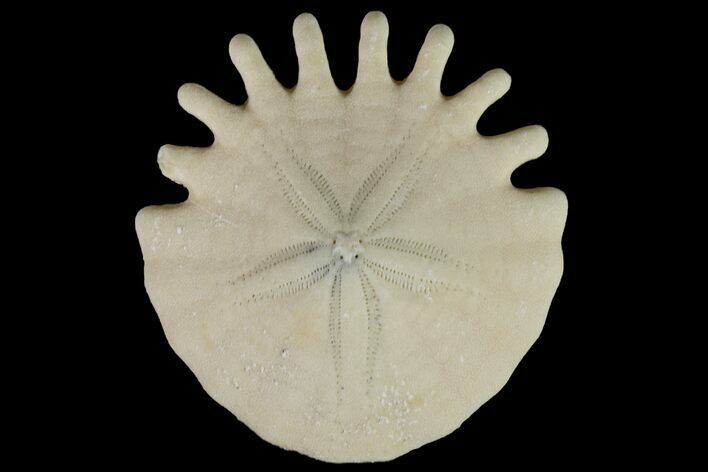 1.75" Fossil Sand Dollar (Heliophora) - Boujdour Province, Morocco ...