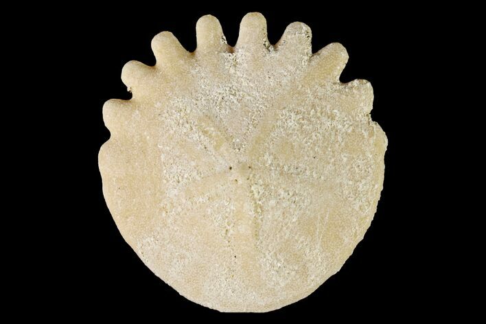 1.3" Fossil Sand Dollar (Heliophora) - Boujdour Province, Morocco ...