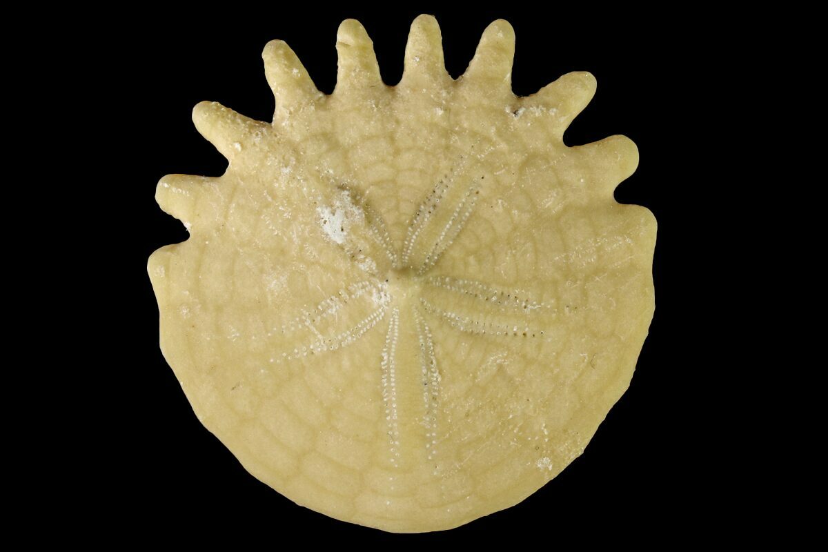1.6" Fossil Sand Dollar (Heliophora) - Boujdour Province, Morocco ...