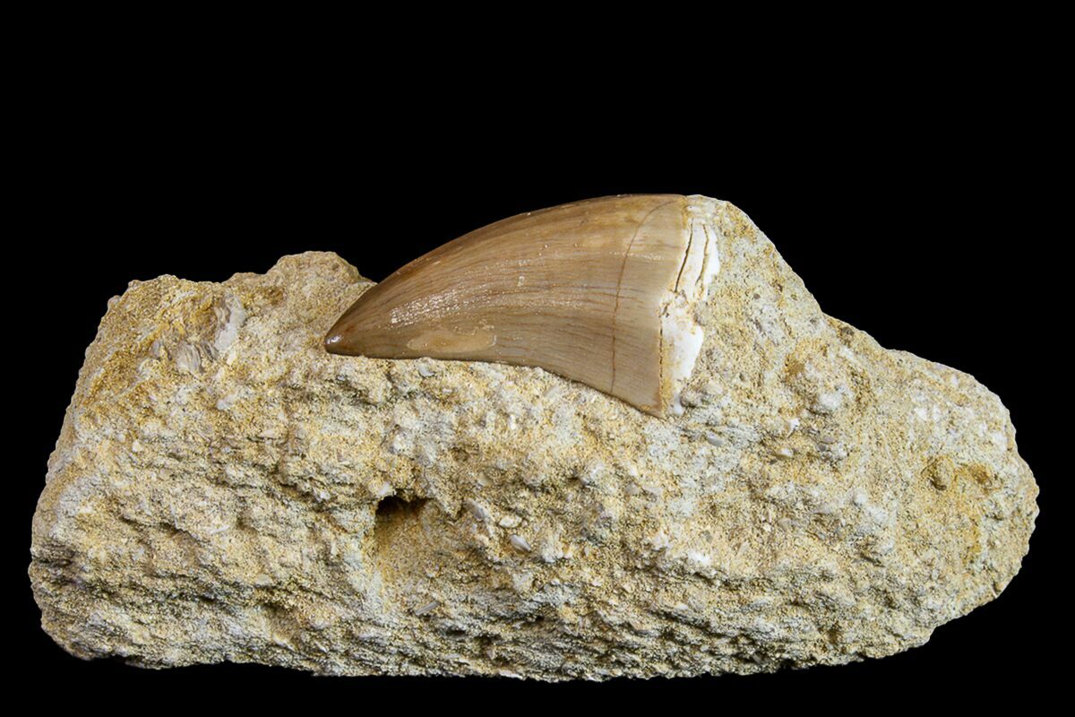 1.6" Mosasaur (Mosasaurus) Tooth In Rock - Morocco For Sale (#161181 ...
