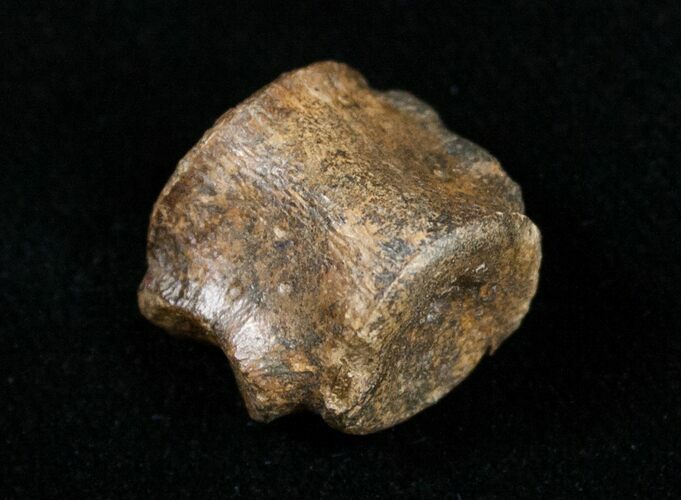 .76" Champsosaurus Vertebrae (Cretaceous Reptile) (#10827) For Sale ...