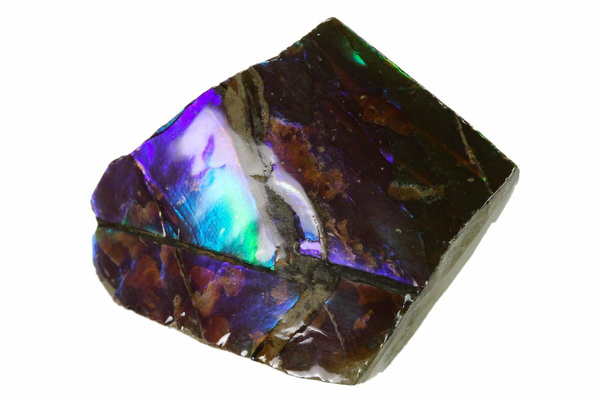 1.3" Iridescent Ammolite (Fossil Ammonite Shell) - Alberta, Canada ...