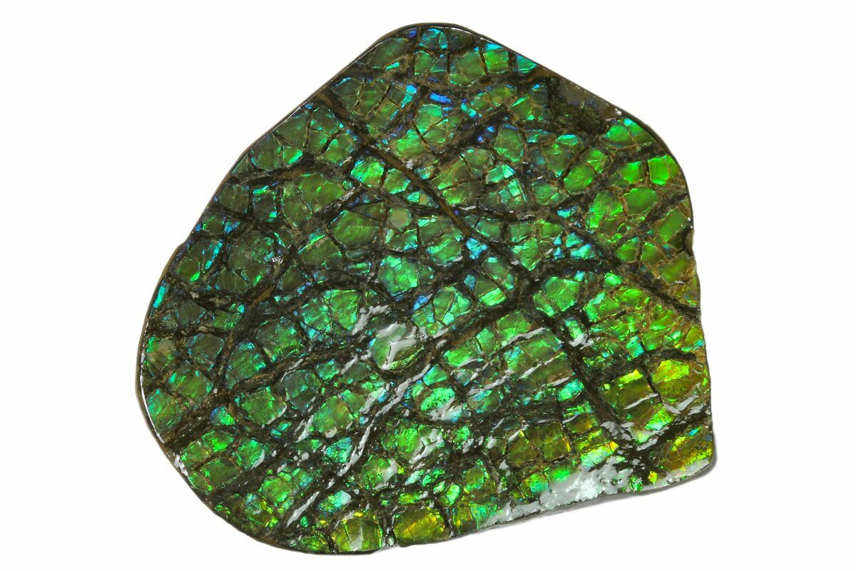 2.1" Iridescent Ammolite (Fossil Ammonite Shell) - Alberta, Canada ...