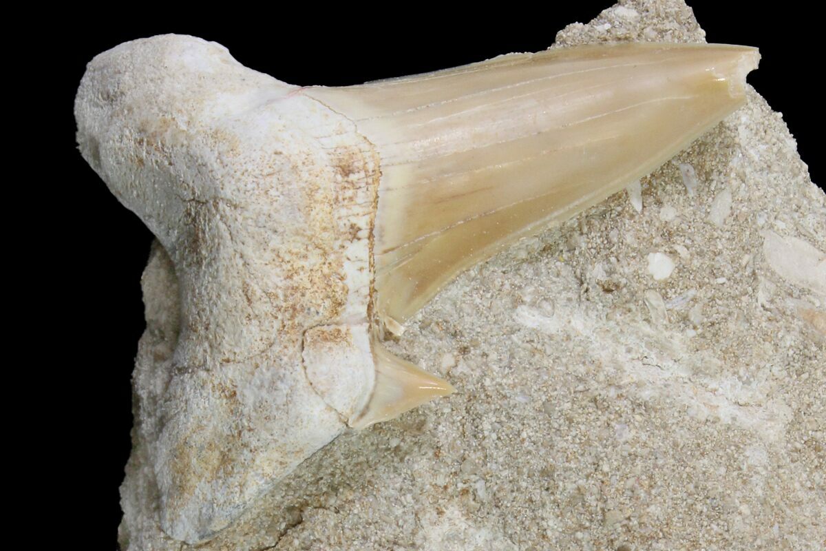 2" Otodus Shark Tooth Fossil in Rock - Eocene (#161114) For Sale ...