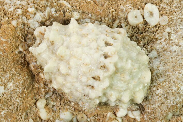 Fossil Crinoid (Cactocrinus & Eretmocrinus) Calyxes - Missouri (#162689 ...