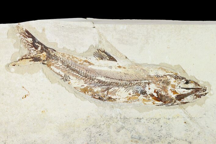 7.3" Rare Cretaceous Fossil Fish (Hakelia) - Hakel, Lebanon (#162777 ...
