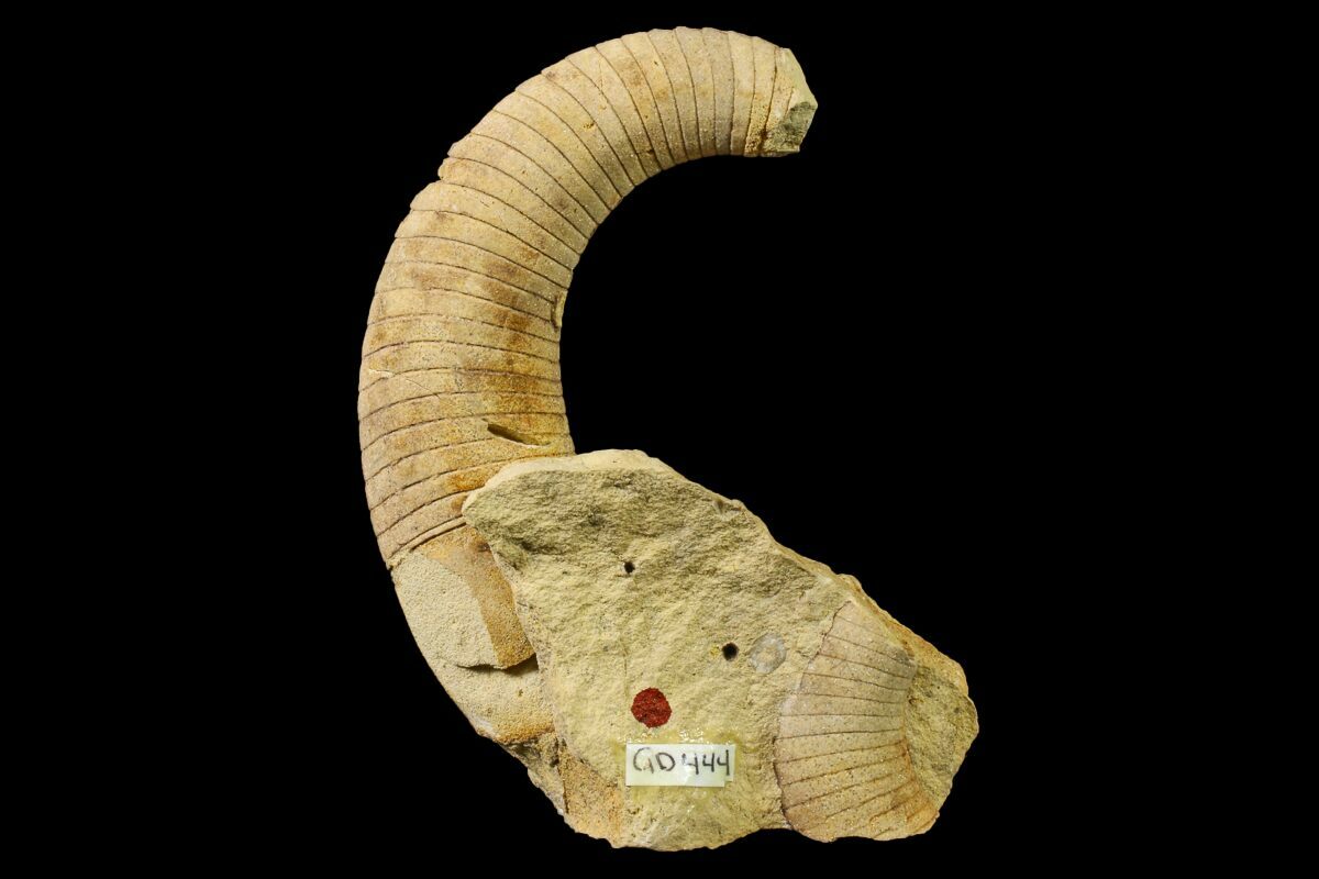 3.5" Ordovician Oncoceratid (Richardsonoceras) Fossil - Wisconsin ...