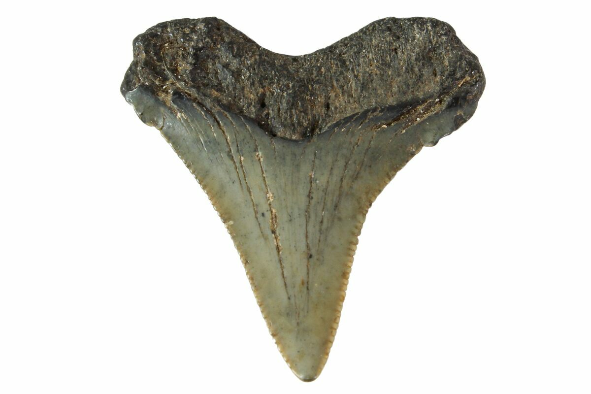 Bargain, 1.40" Angustidens Tooth - Megalodon Ancestor (#163355) For ...