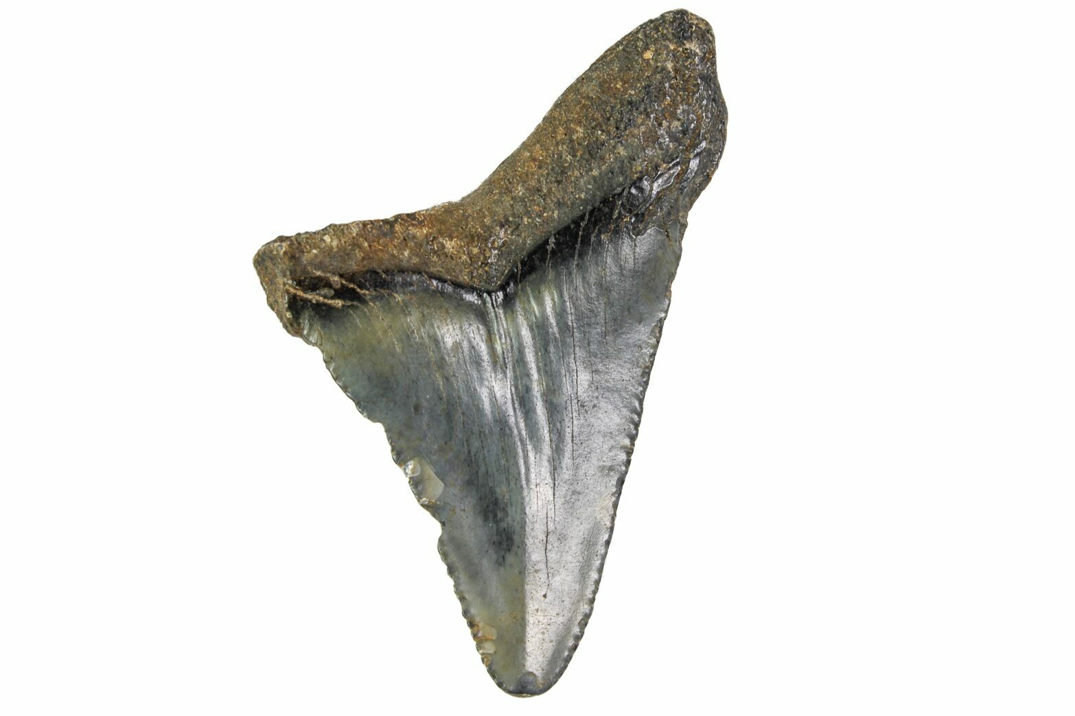 Bargain, 1.99" Angustidens Tooth - Megalodon Ancestor (#163345) For ...