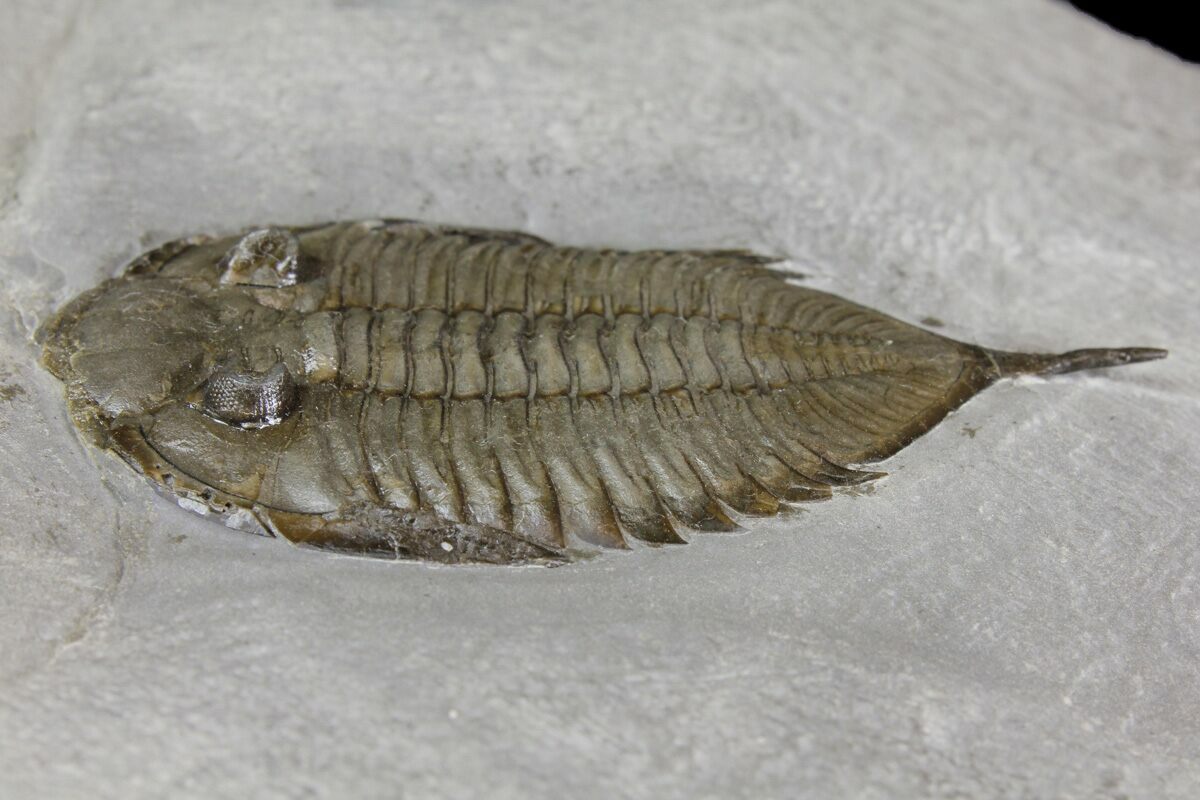 2.1" Dalmanites Trilobite Fossil - New York (#163584) For Sale ...