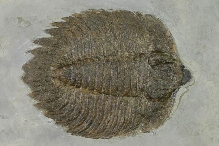 Bargain, 4.1" Arctinurus Trilobite - Classic New York Trilobite ...